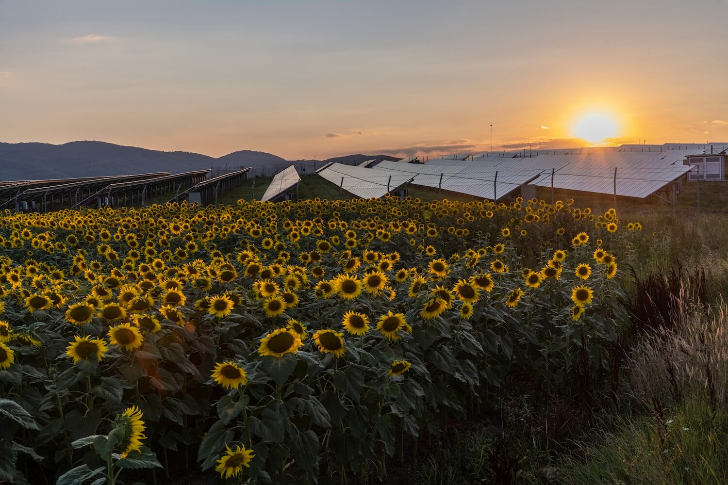 How Much Money Can a Solar Farm Make for Landowners? | Education