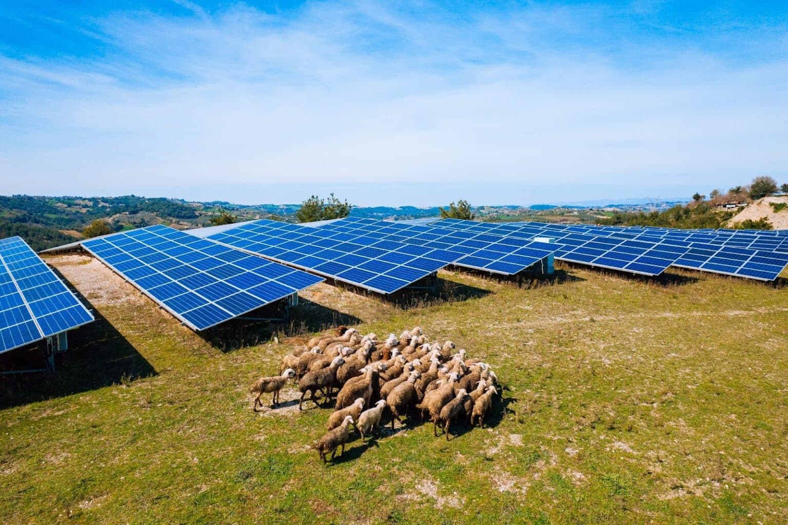 Sheep Grazing Under Solar Panels: Dual Land Use | Education